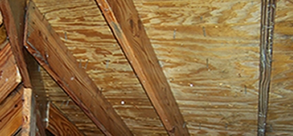 Home - Mold Removal Illinois & Northwest Indiana