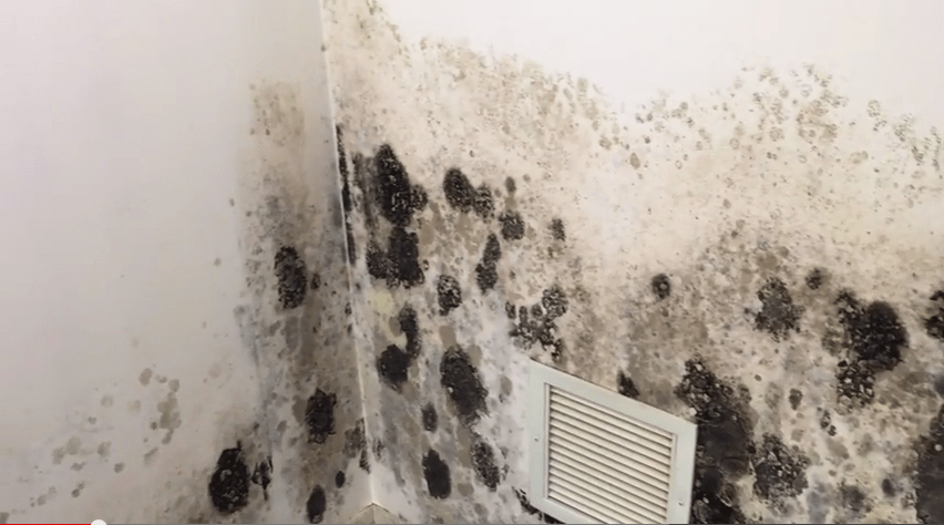 Summer Mold Problems In Your Home - Mold Removal Illinois & Northwest ...
