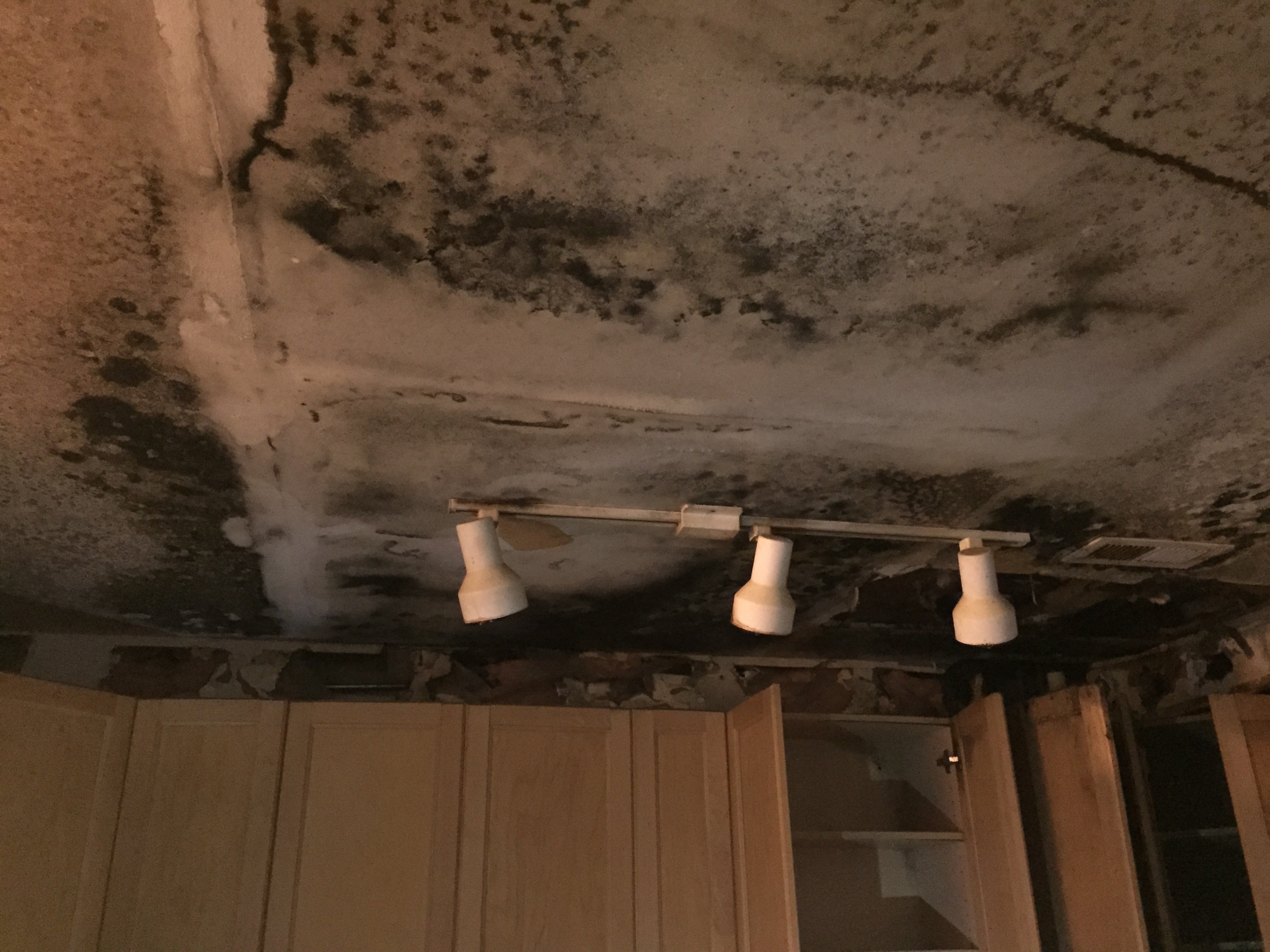 Mold Blog - Page 11 of 40 - Mold Removal Illinois & Northwest Indiana