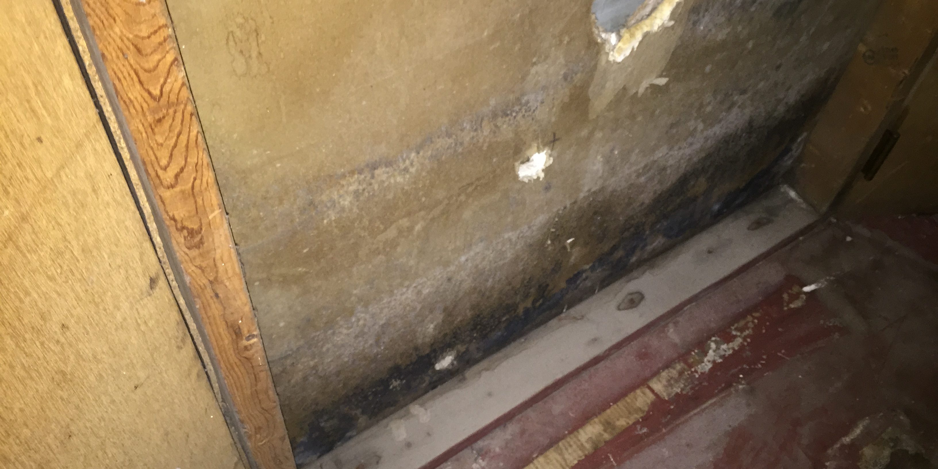 What Color Is Dangerous Attic or Basement Mold? - Mold Removal Illinois ...